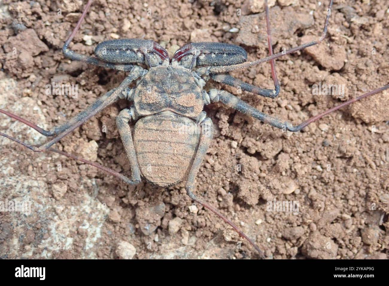 Common Whipspider (Damon variegatus Stock Photo - Alamy