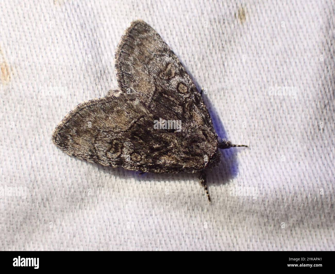 Brother Moth (Raphia frater Stock Photo - Alamy