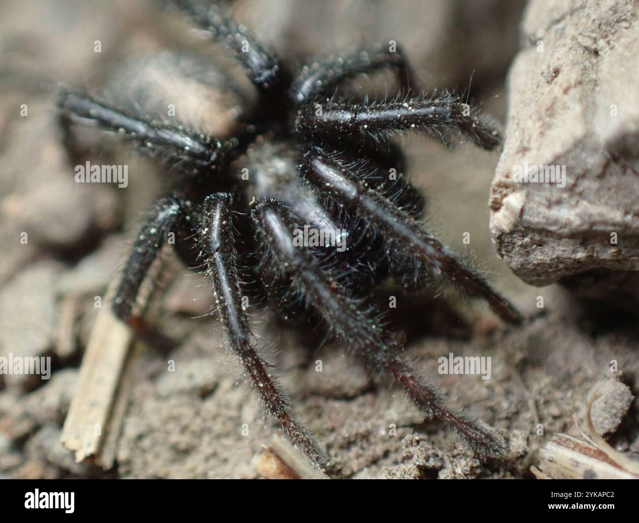 Stealthy Ground Spiders (Gnaphosidae Stock Photo - Alamy