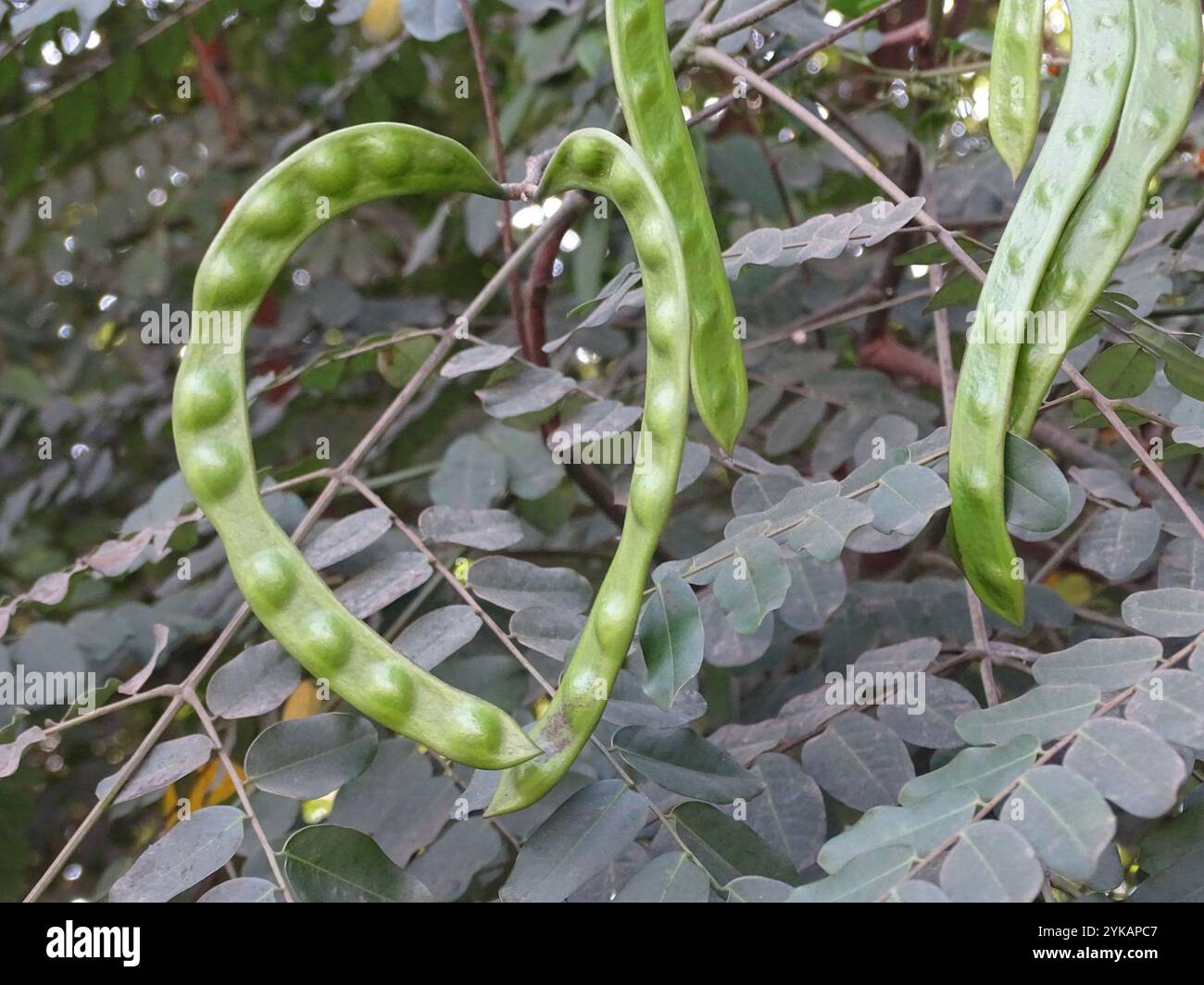 Saga Tree (Adenanthera pavonina Stock Photo - Alamy