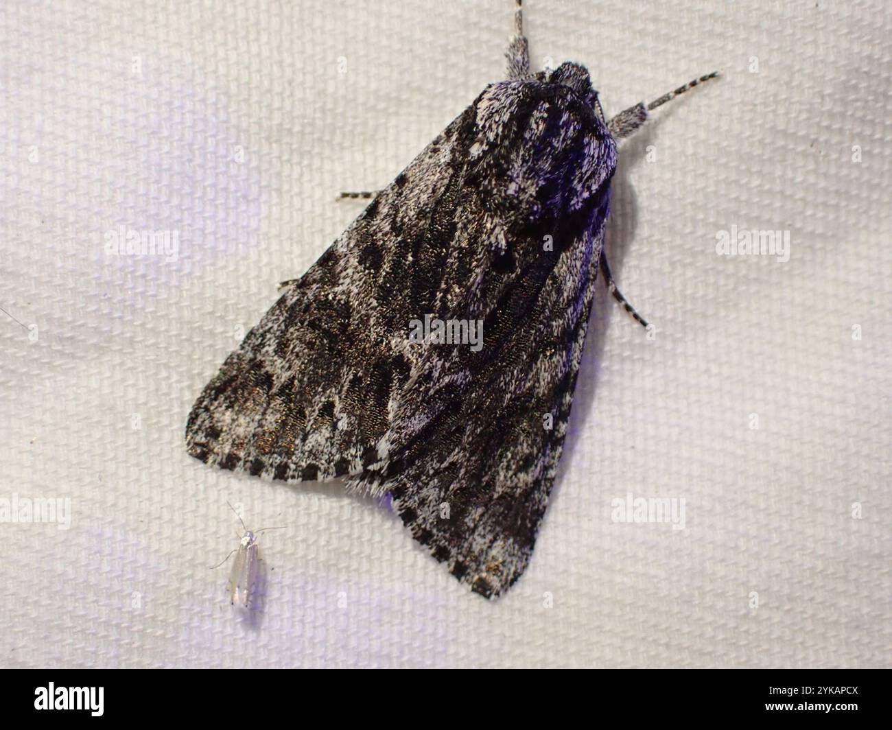 Pacific Dagger (Acronicta perdita Stock Photo - Alamy