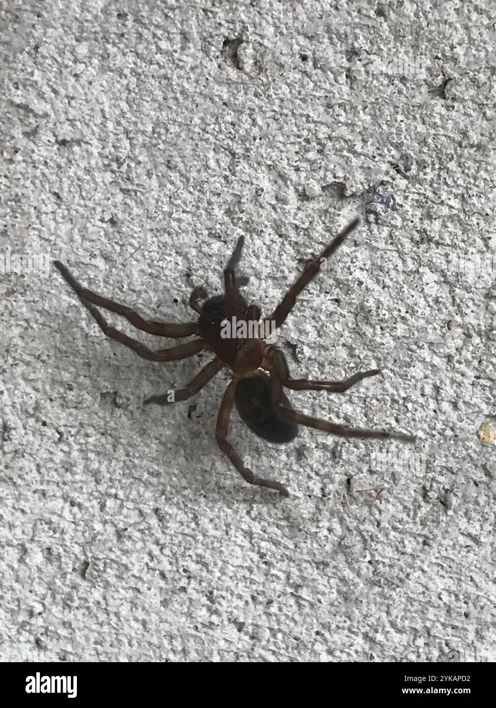 Black Laceweaver (Amaurobius ferox Stock Photo - Alamy