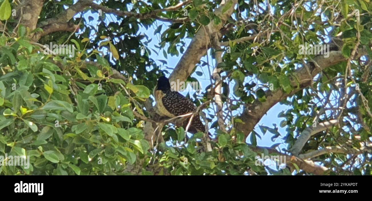 Eudynamys orientalis hi-res stock photography and images - Alamy