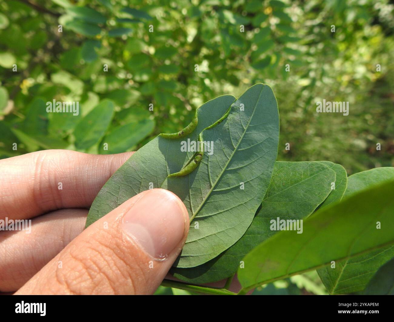 locust gall midge (Obolodiplosis robiniae Stock Photo - Alamy