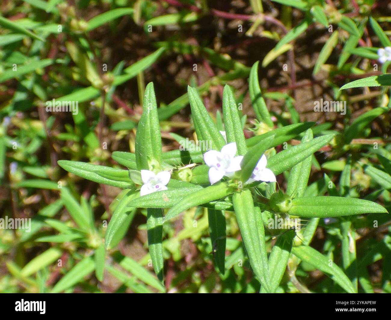 rough buttonweed (Hexasepalum teres Stock Photo - Alamy