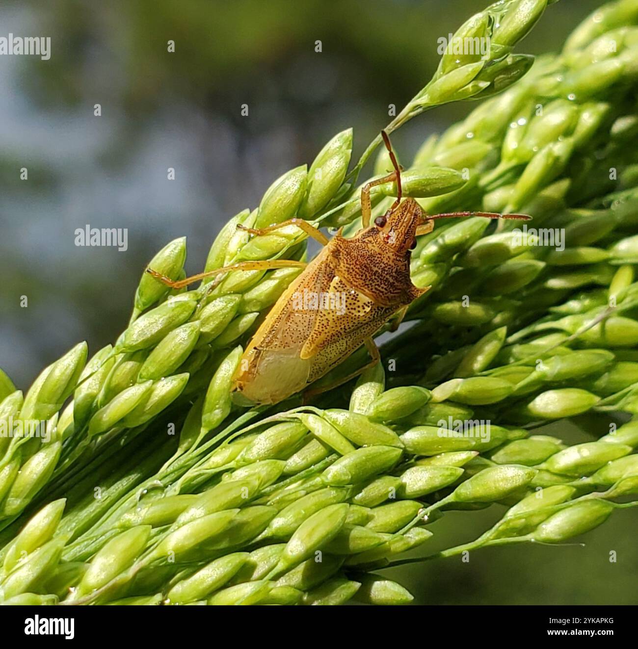 Oebalus pugnax hi-res stock photography and images - Alamy
