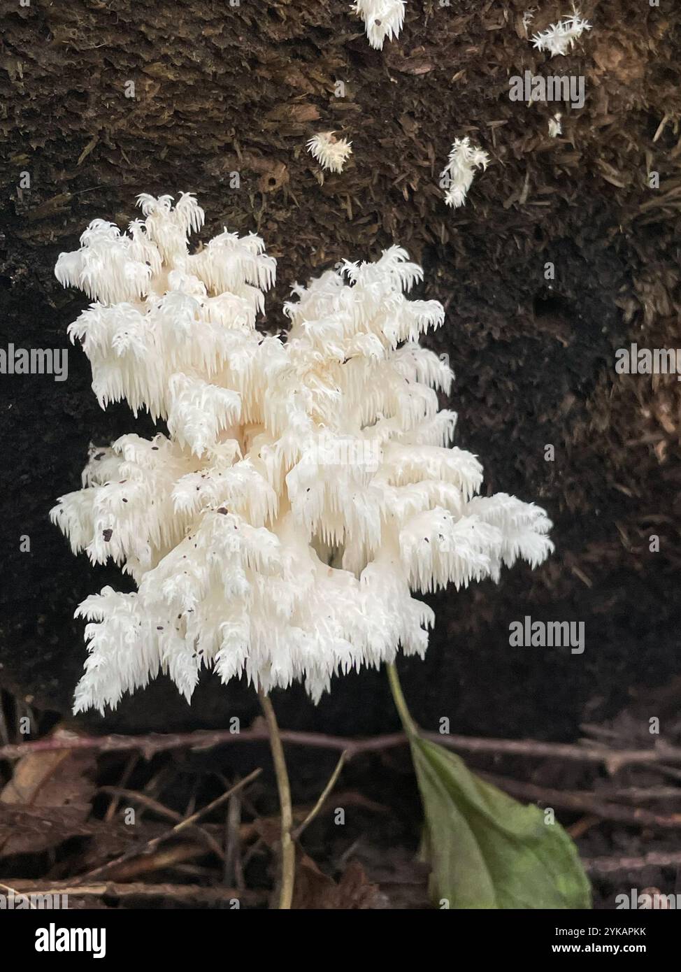 Coral tooth fungus (Hericium coralloides Stock Photo - Alamy