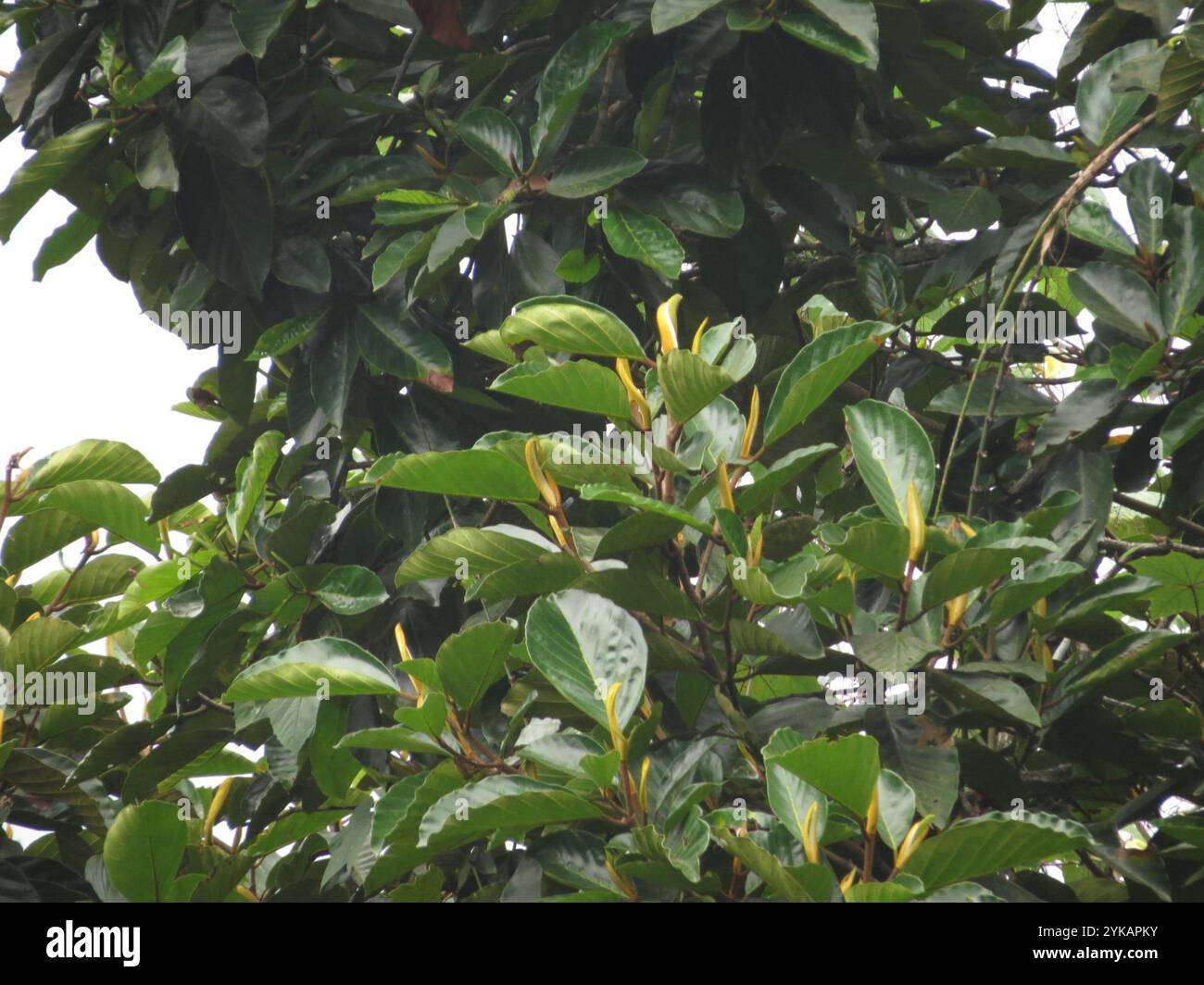 wild jack (Artocarpus hirsutus Stock Photo - Alamy