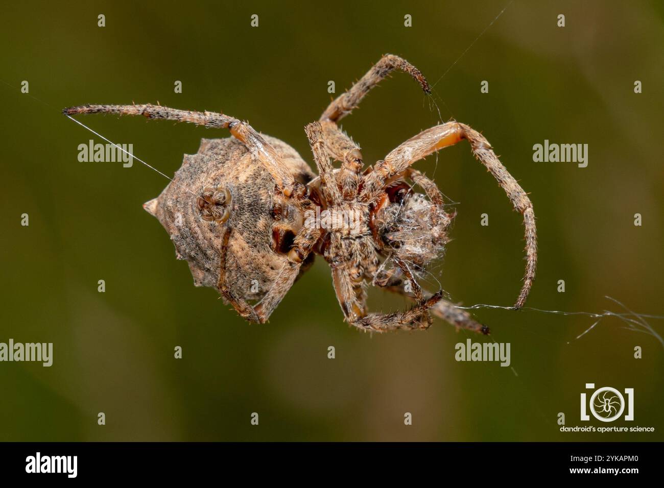 Starbellied Orbweaver (Acanthepeira stellata Stock Photo - Alamy