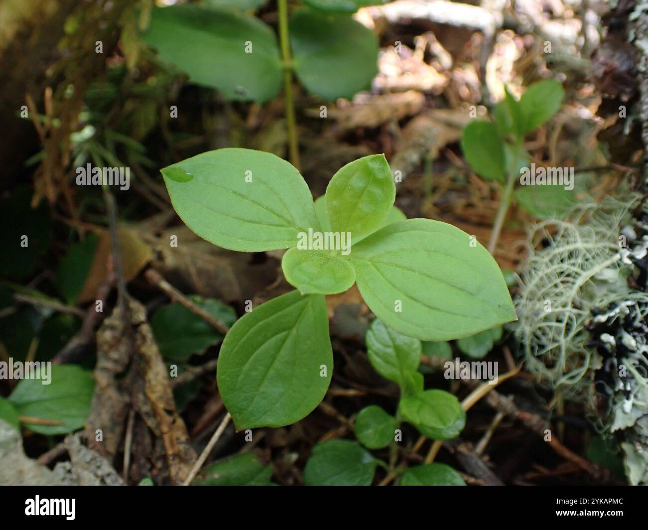 Western Bunchberry (Cornus unalaschkensis Stock Photo - Alamy