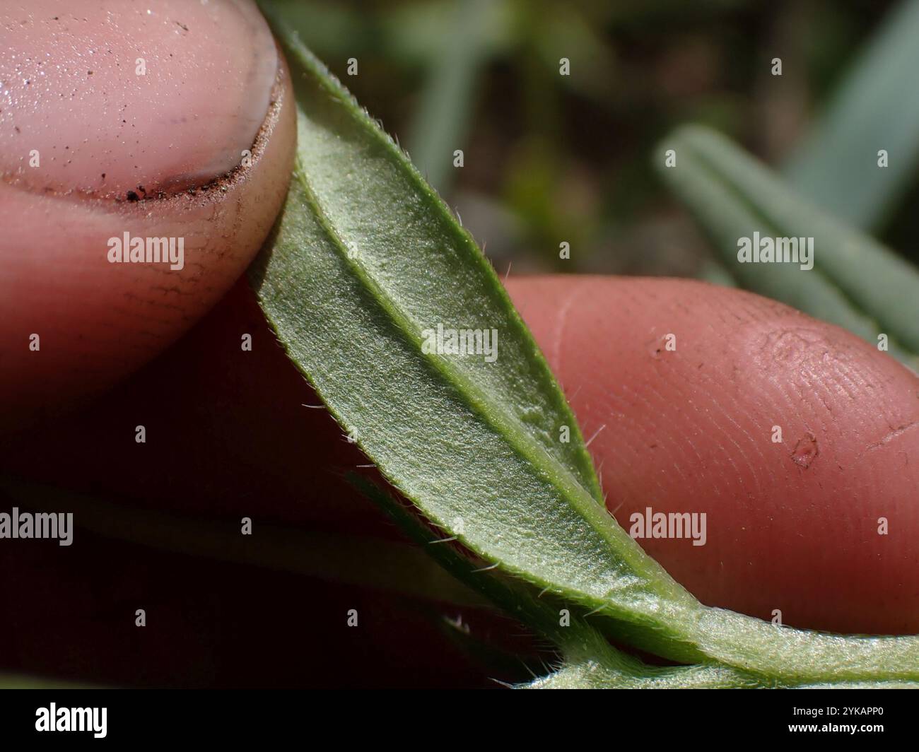 corn gromwell (Buglossoides arvensis Stock Photo - Alamy