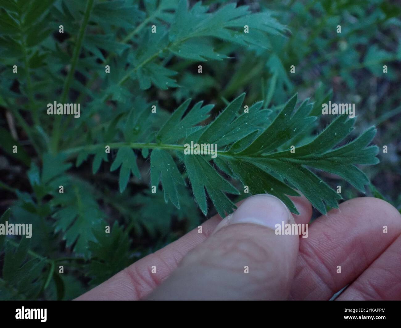 prairie smoke (Geum triflorum Stock Photo - Alamy