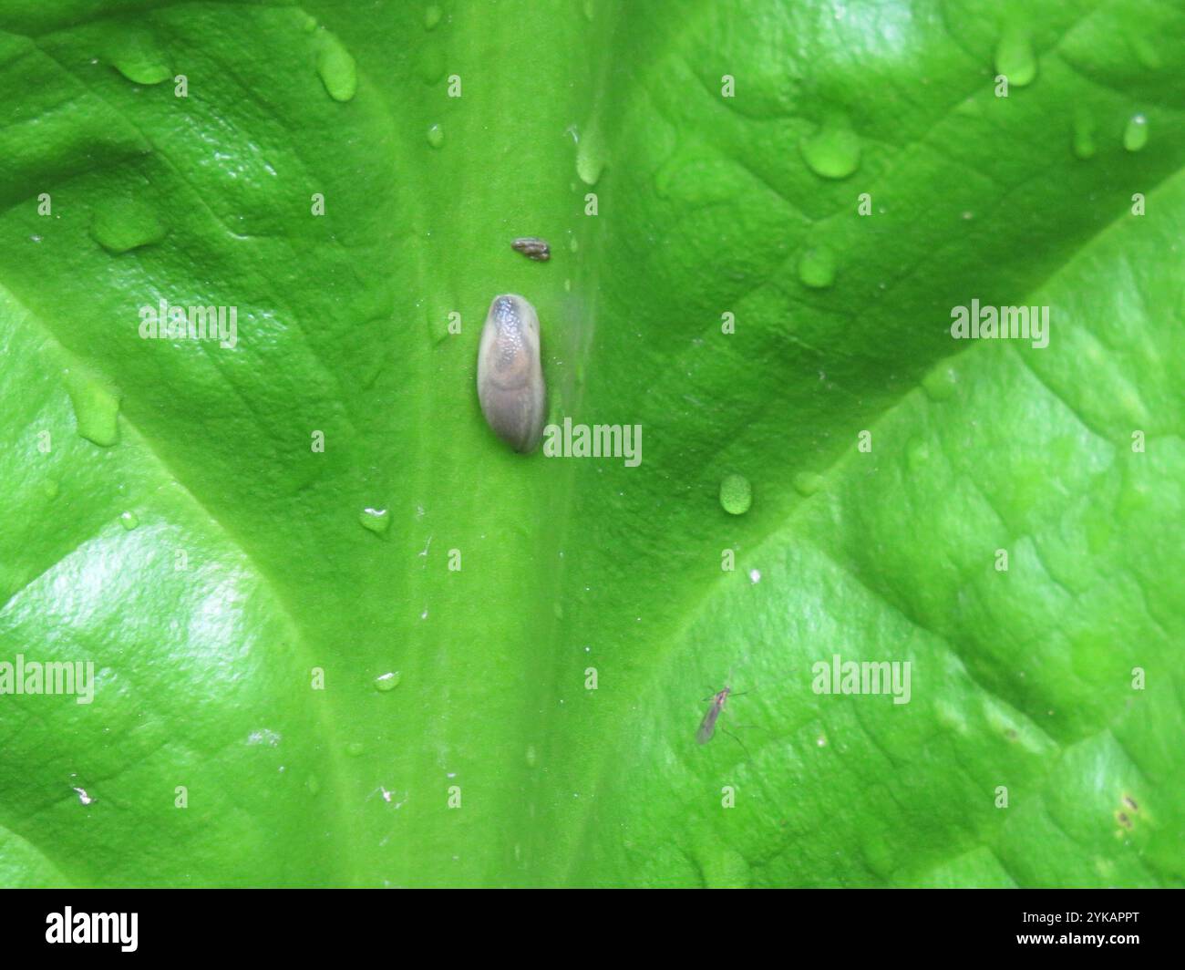 Roundback Slugs and Allies (Arionoidea Stock Photo - Alamy