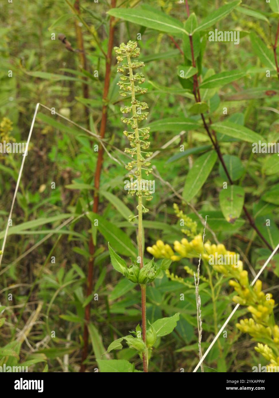 giant ragweed (Ambrosia trifida Stock Photo - Alamy
