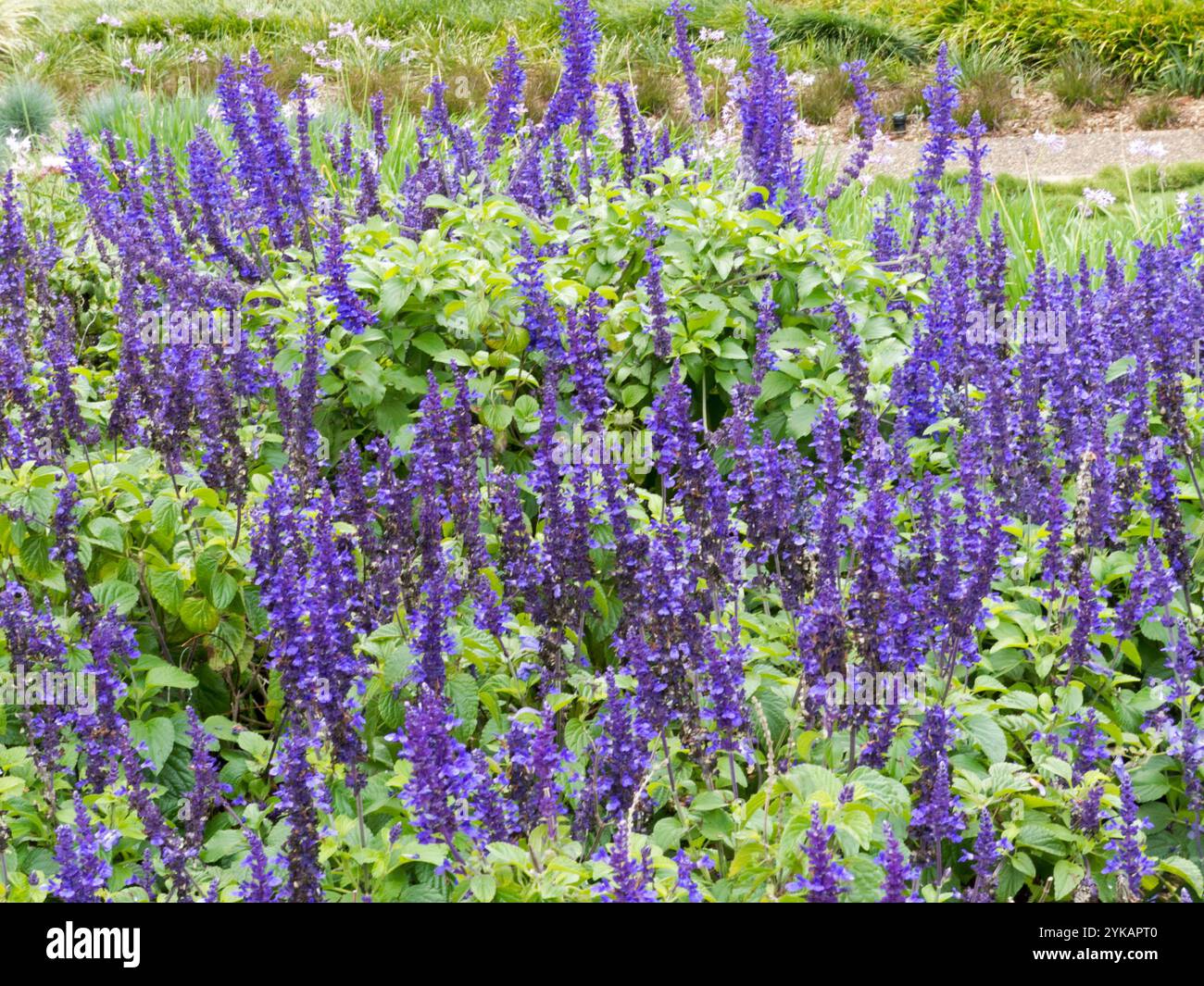 Salvia at Roma Street gardens, Brisbane Stock Photo - Alamy