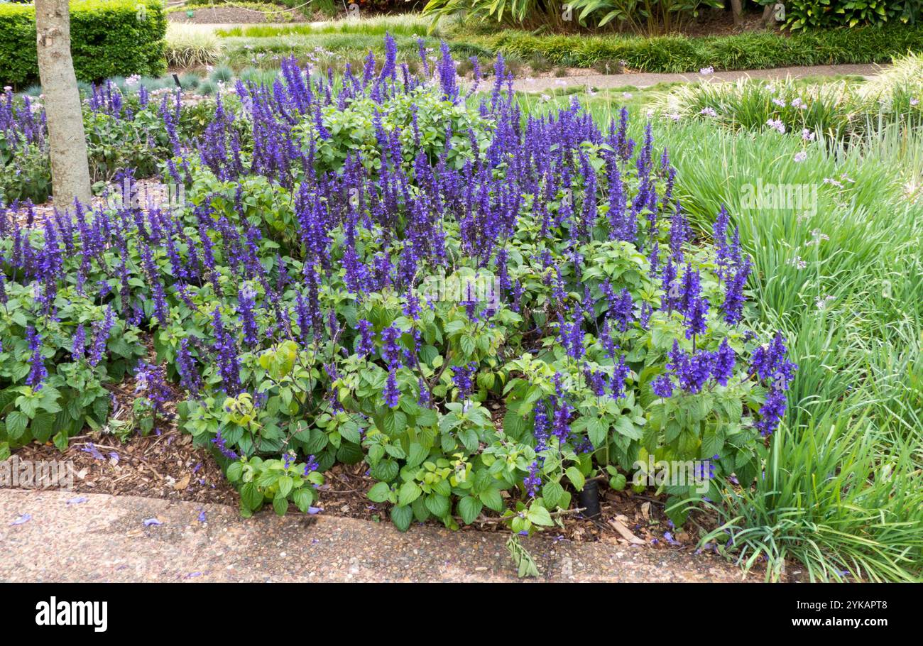 Salvia at Roma Street gardens, Brisbane Stock Photo - Alamy