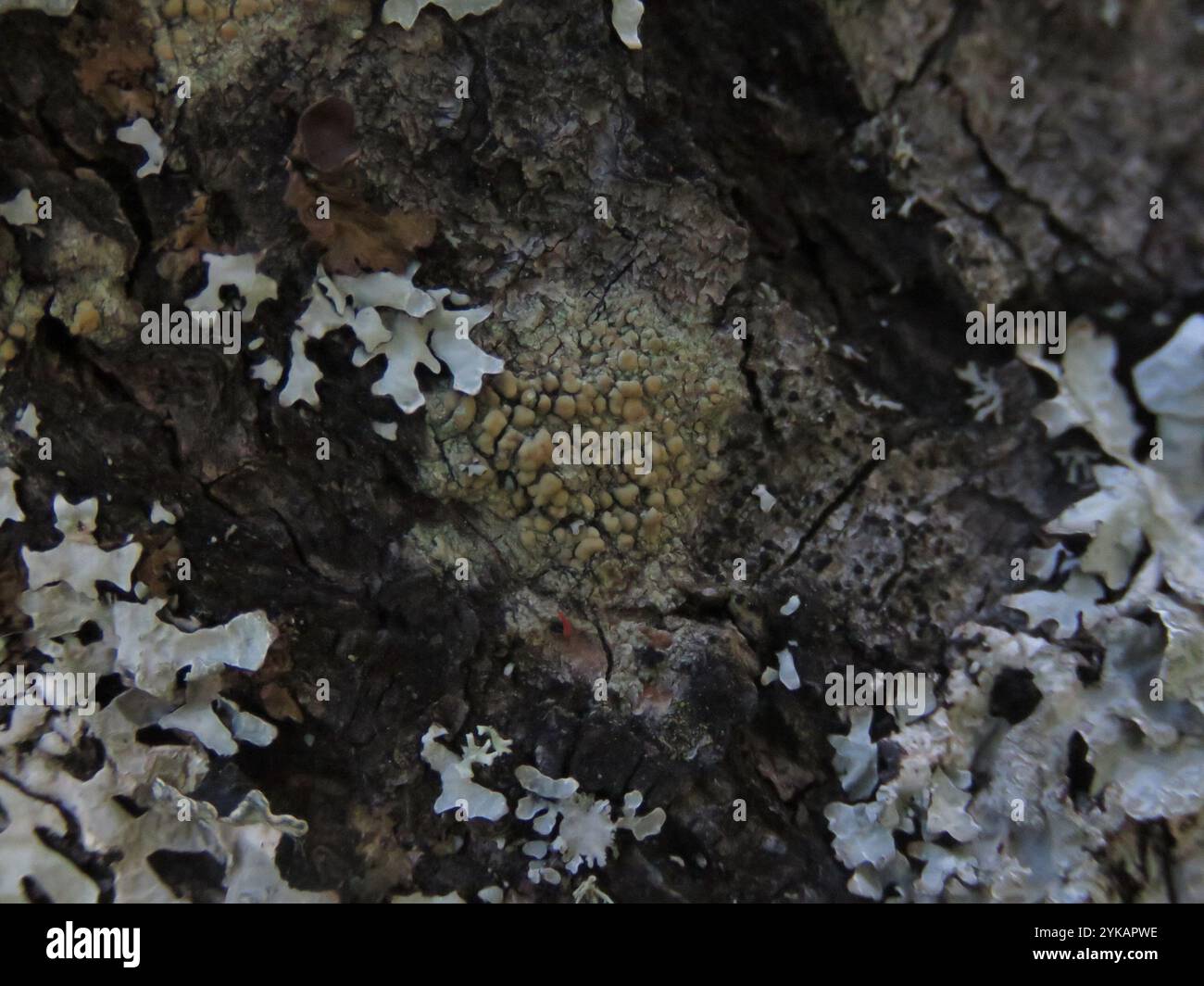 common lichens (Lecanoromycetes Stock Photo - Alamy