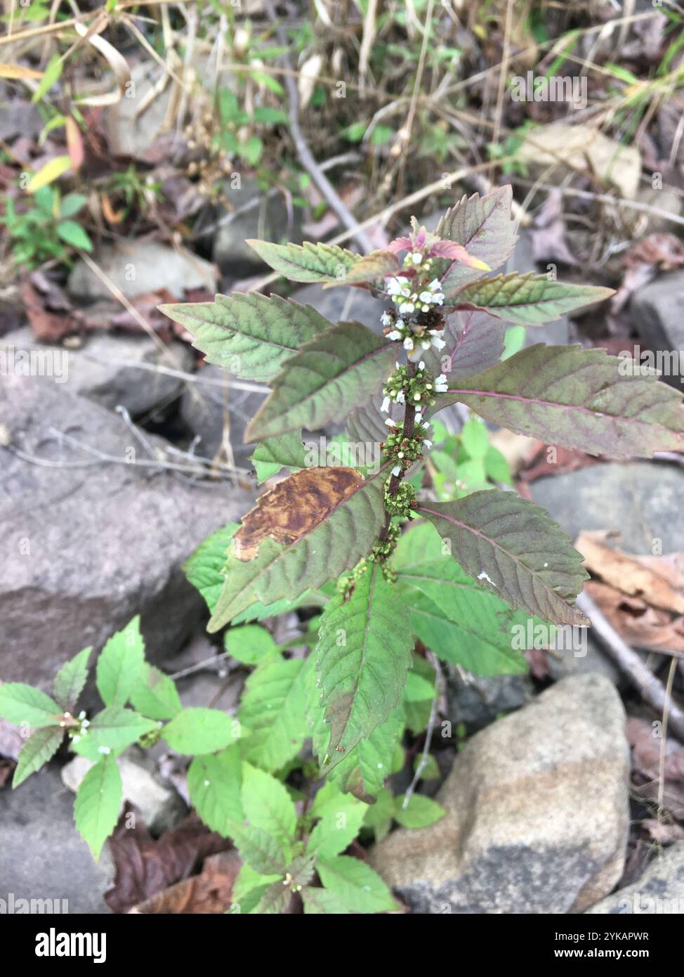 sweet bugleweed (Lycopus virginicus Stock Photo - Alamy