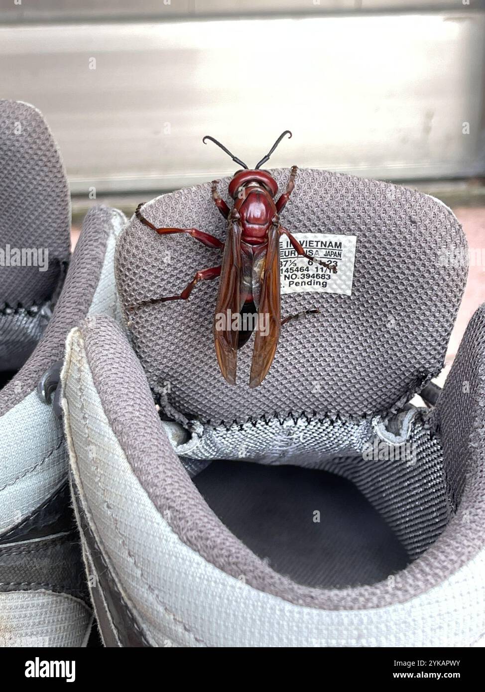 Giant Brown Paper Wasp (Polistes gigas Stock Photo - Alamy