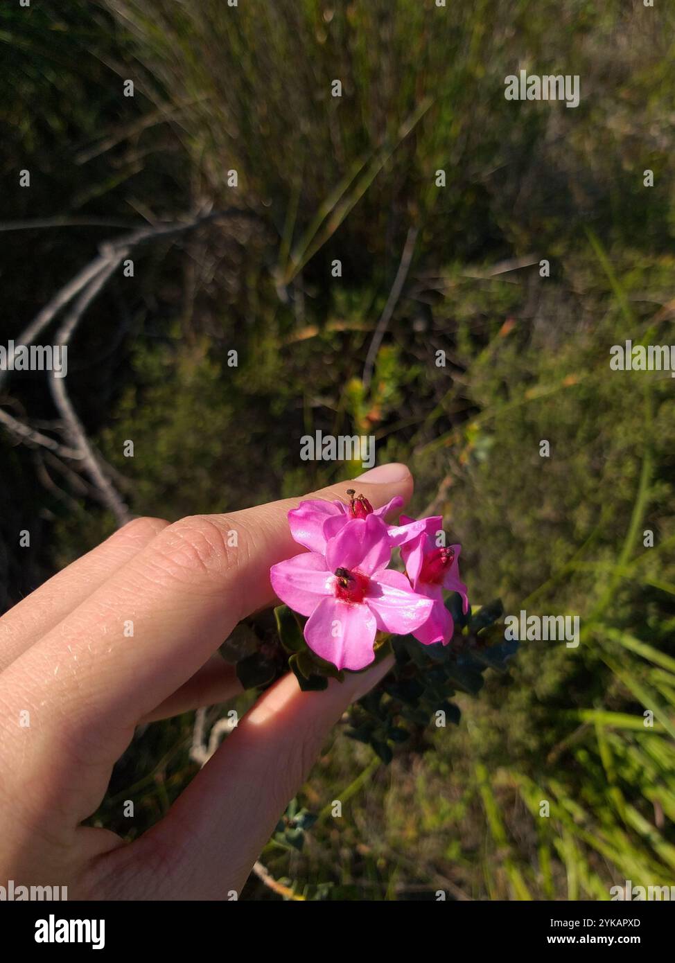 Salter (Saltera sarcocolla Stock Photo - Alamy