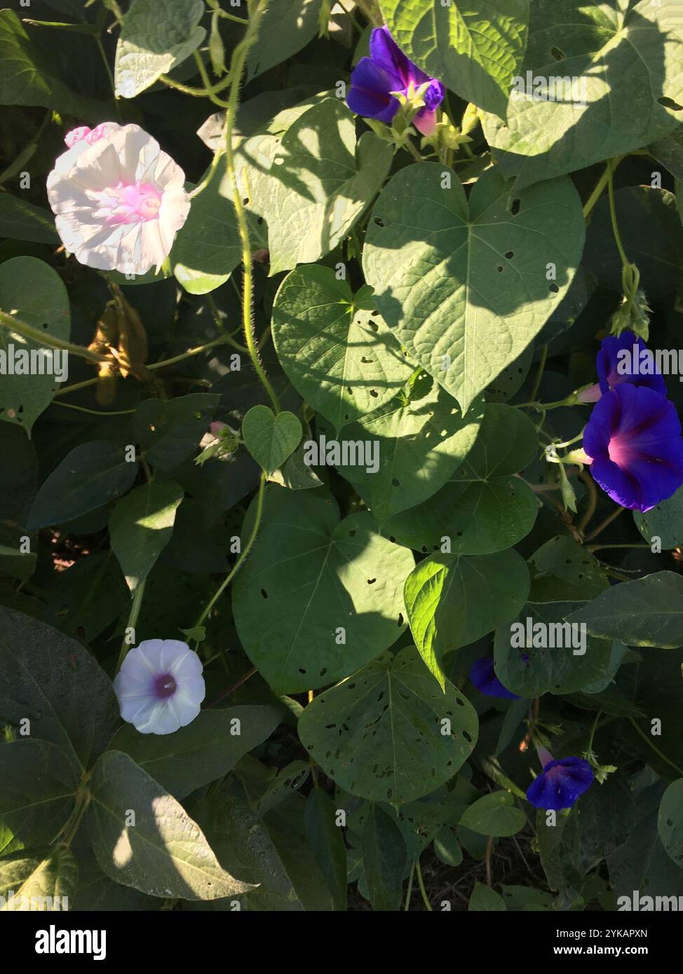 common morning-glory (Ipomoea purpurea Stock Photo - Alamy