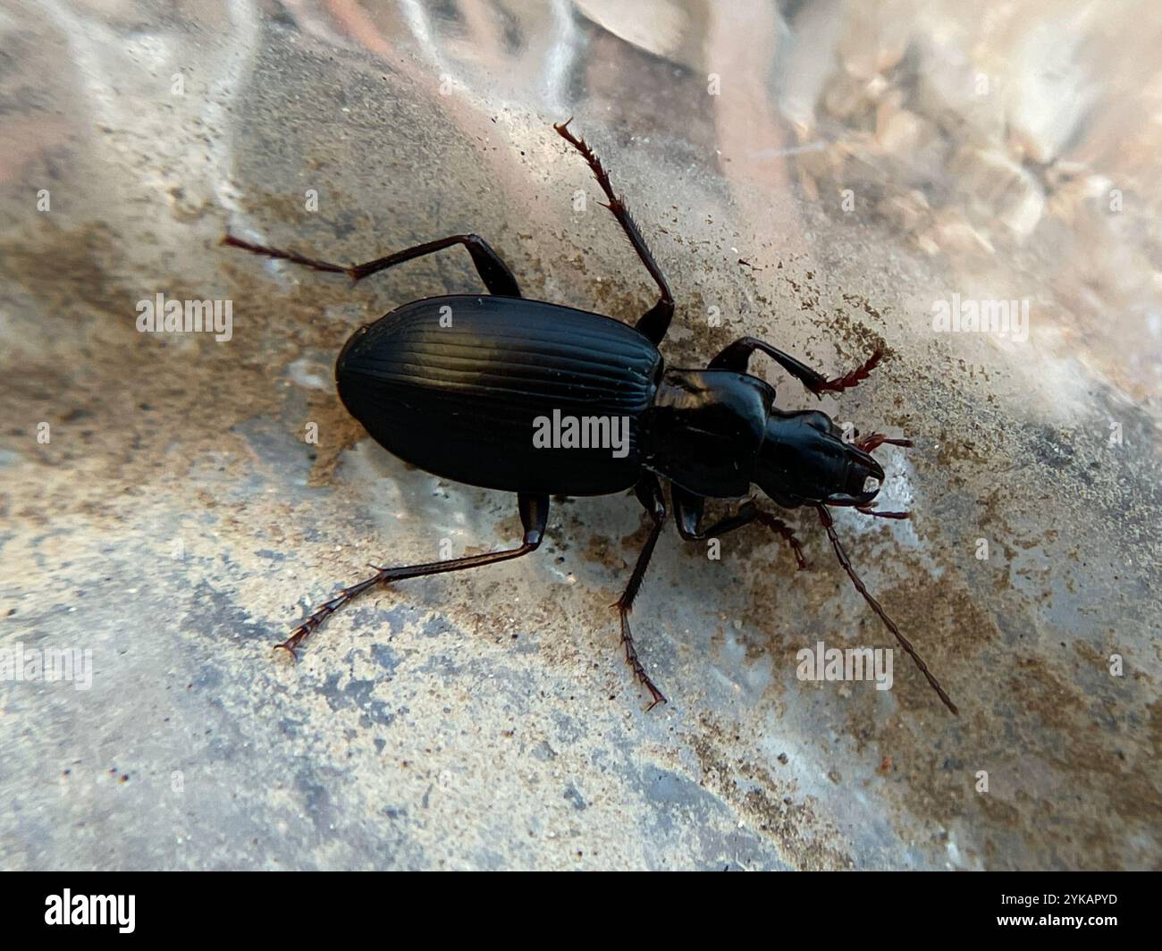 Laemostenus complanatus hi-res stock photography and images - Alamy