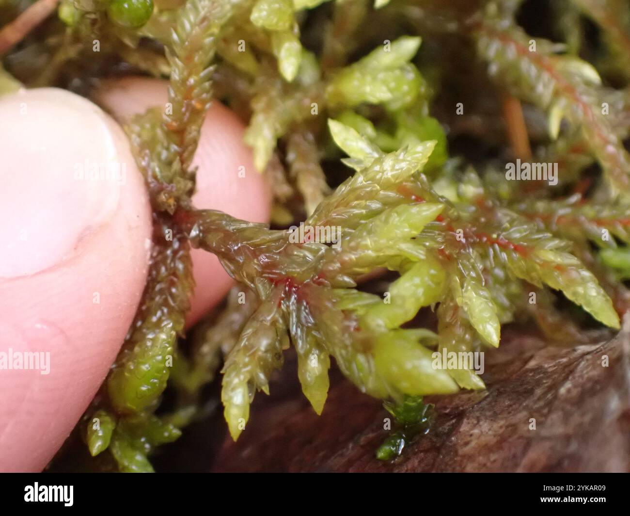 Red-stemmed Feather Moss (Pleurozium schreberi Stock Photo - Alamy