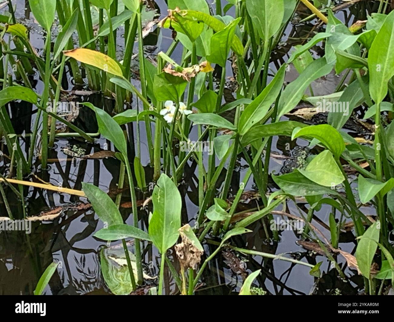 Sagittaria rigida hi-res stock photography and images - Alamy