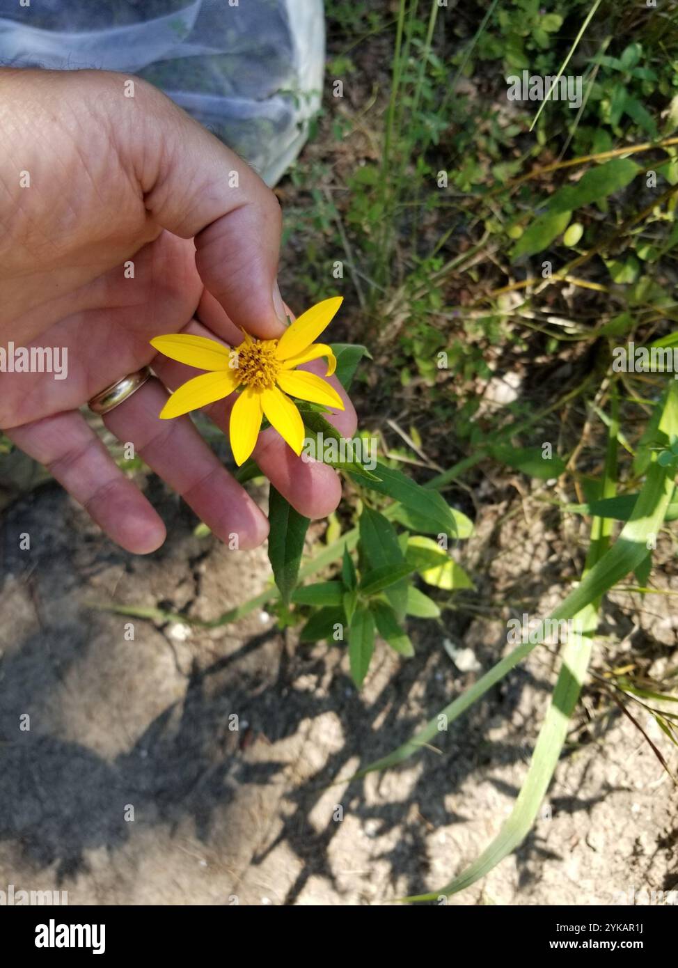 stiff-hair sunflower (Helianthus hirsutus Stock Photo - Alamy