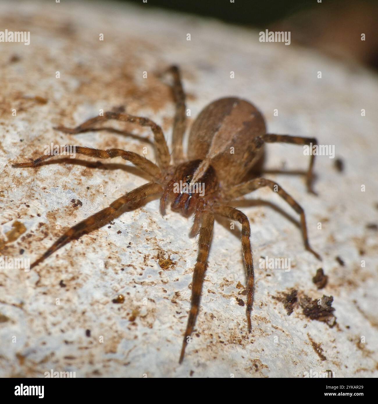 Wandering Spiders (Ctenidae Stock Photo - Alamy