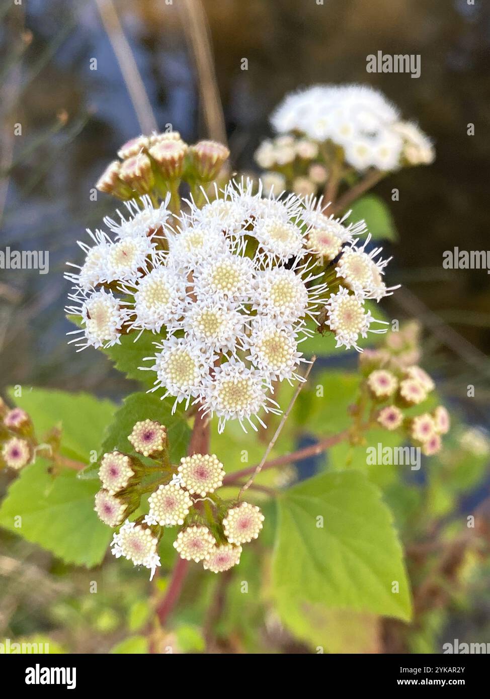 Crofton Weed (Ageratina adenophora Stock Photo - Alamy