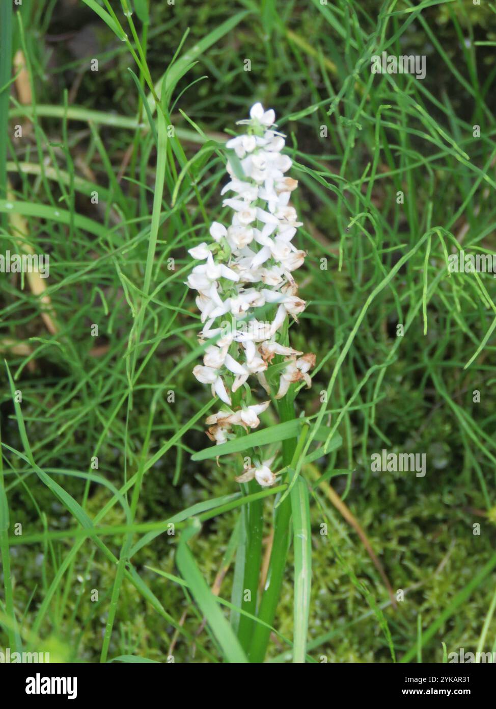 white bog orchid (Platanthera dilatata Stock Photo - Alamy