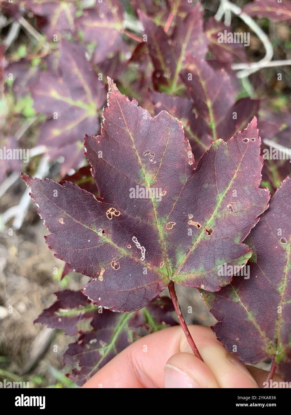 red maple (Acer rubrum Stock Photo - Alamy