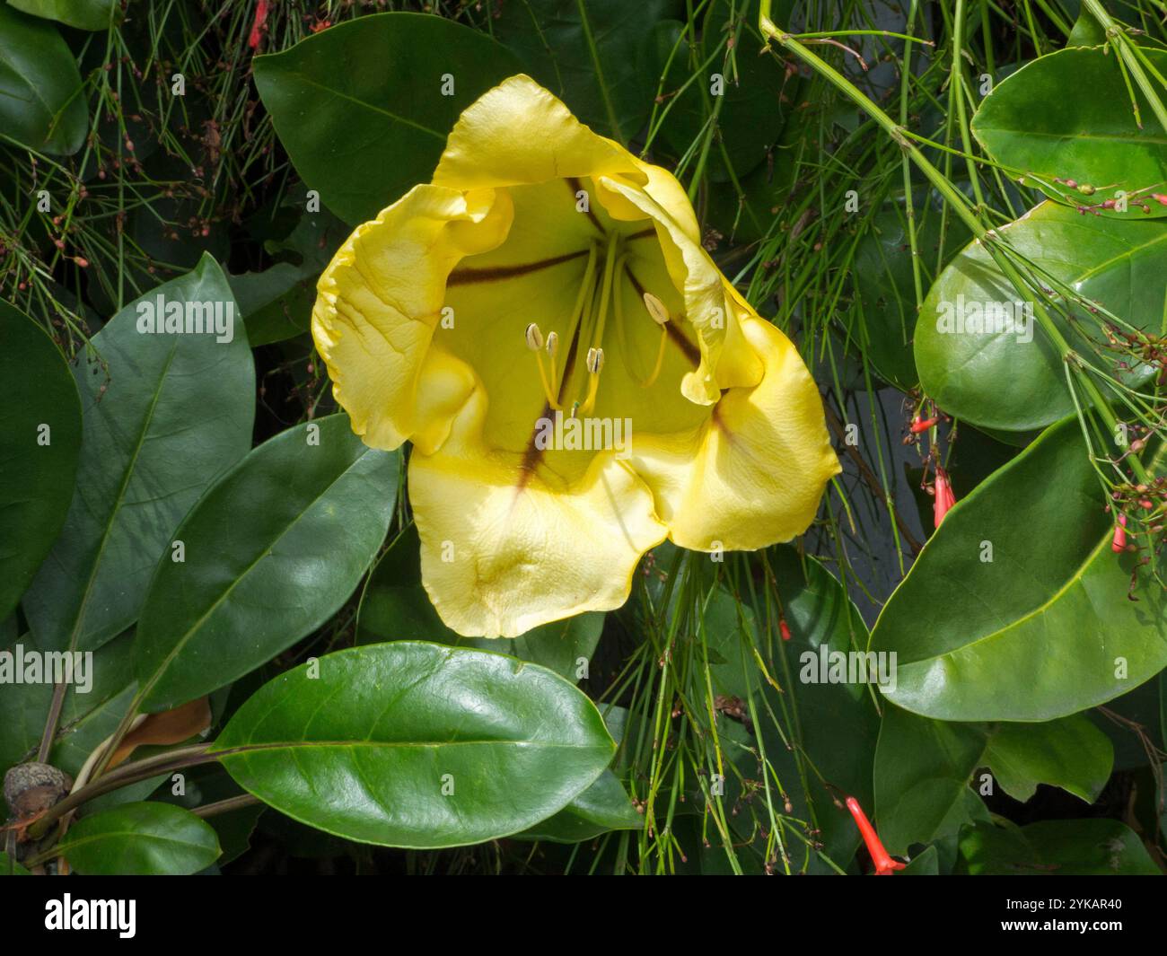 Solandra maxima, Cup of Gold, at Roma Street gardens, Brisbane Stock ...