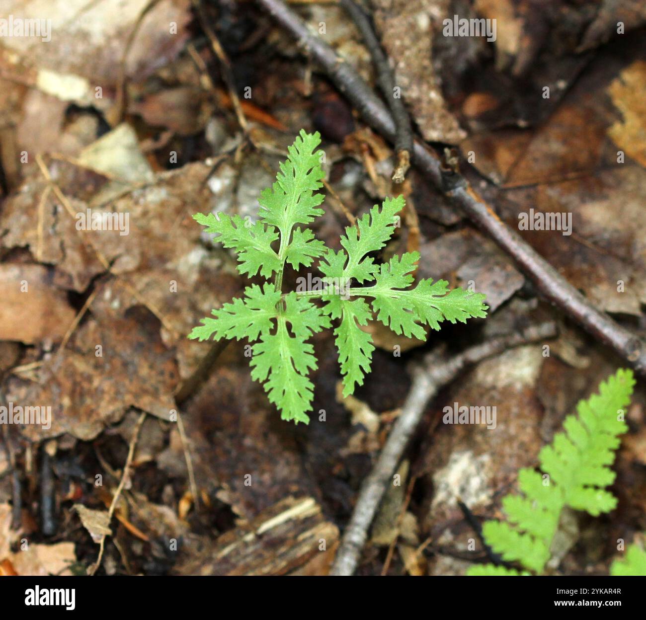Cutleaf Grapefern (Sceptridium dissectum Stock Photo - Alamy
