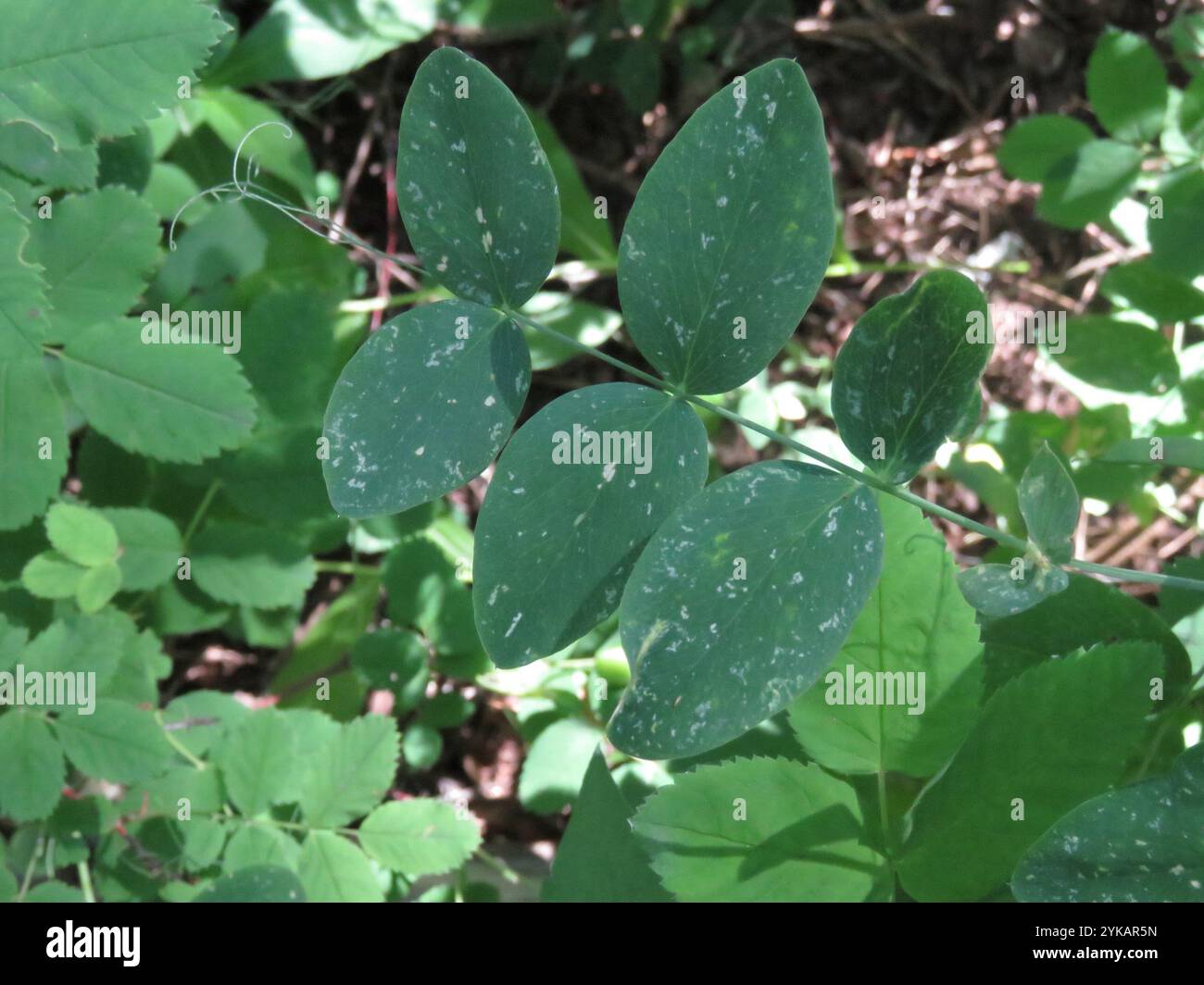 pale vetchling (Lathyrus ochroleucus Stock Photo - Alamy