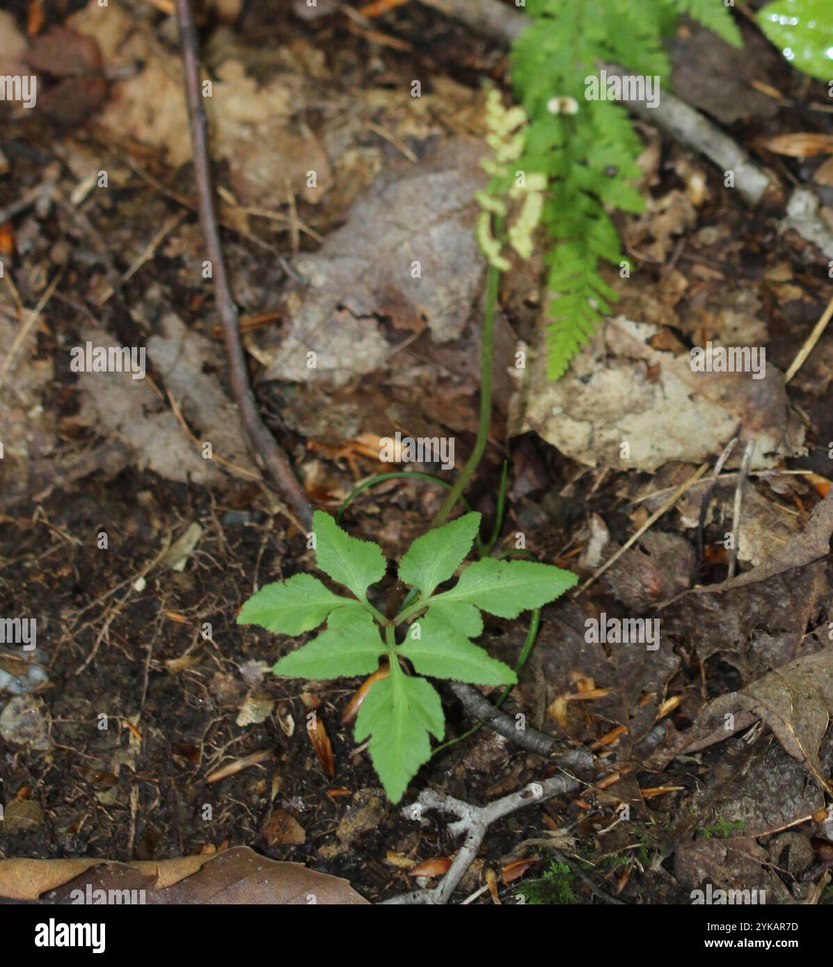 bronze fern (Sceptridium dissectum obliquum Stock Photo - Alamy