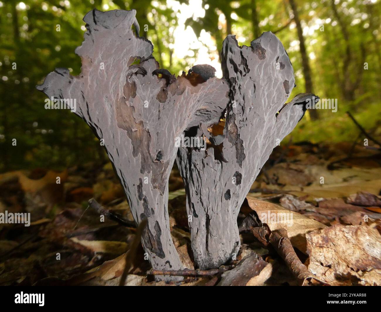 Eastern Black Trumpet (Craterellus fallax Stock Photo - Alamy