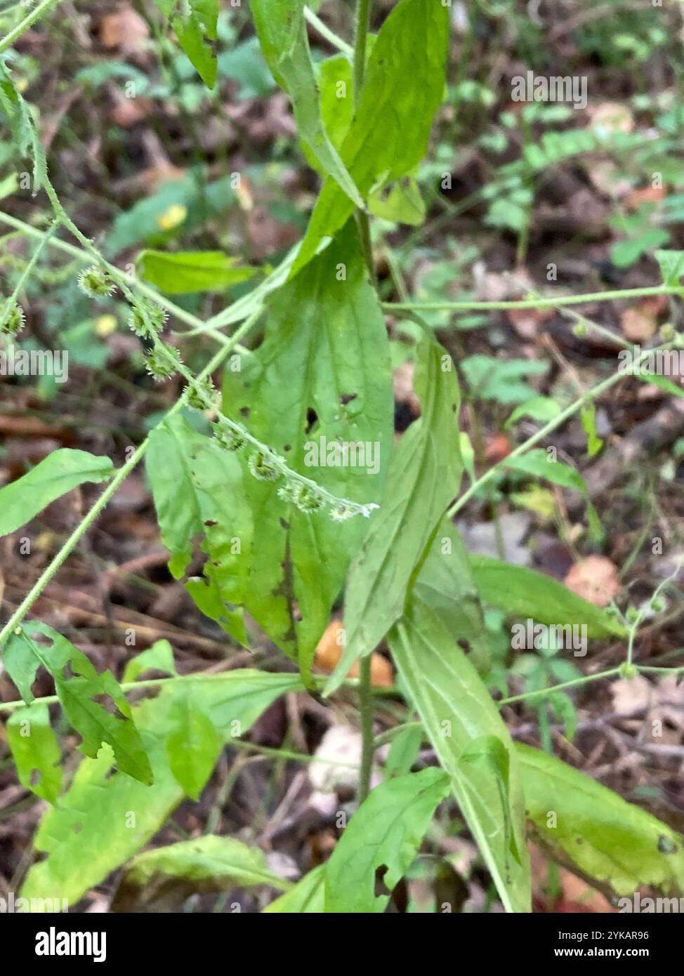 virginia stickseed (Hackelia virginiana Stock Photo - Alamy