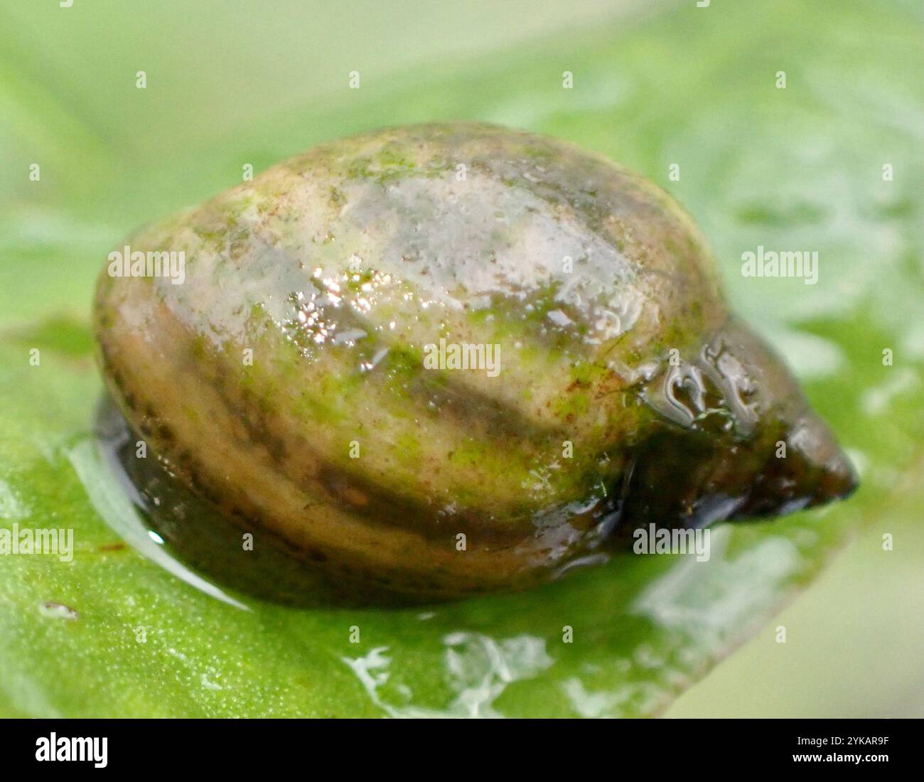 Acute Bladder Snail (Physella acuta Stock Photo - Alamy