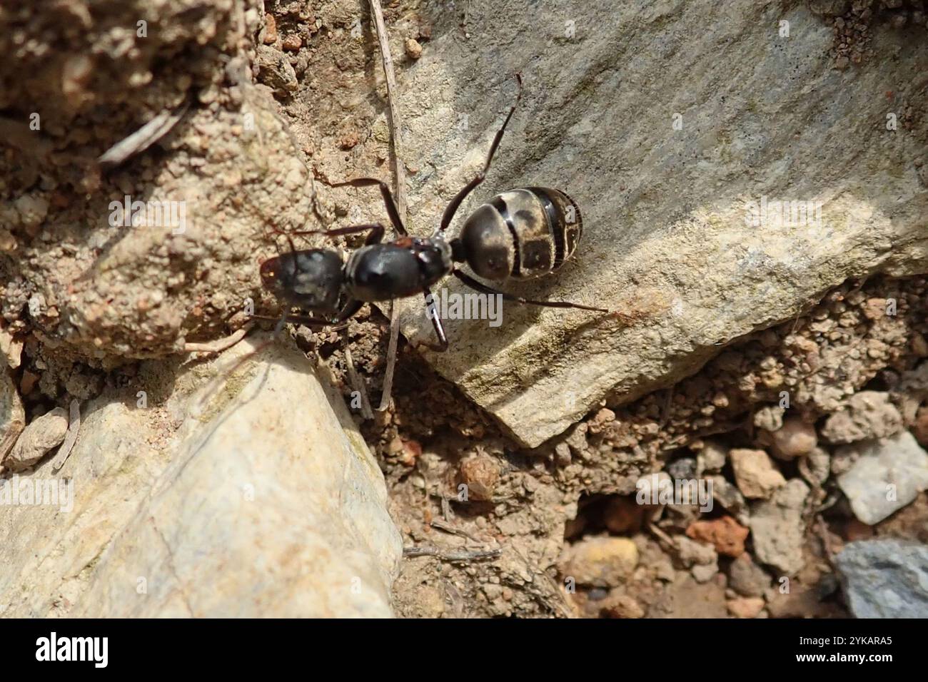 Shiny sugar ant (Camponotus cinctellus Stock Photo - Alamy