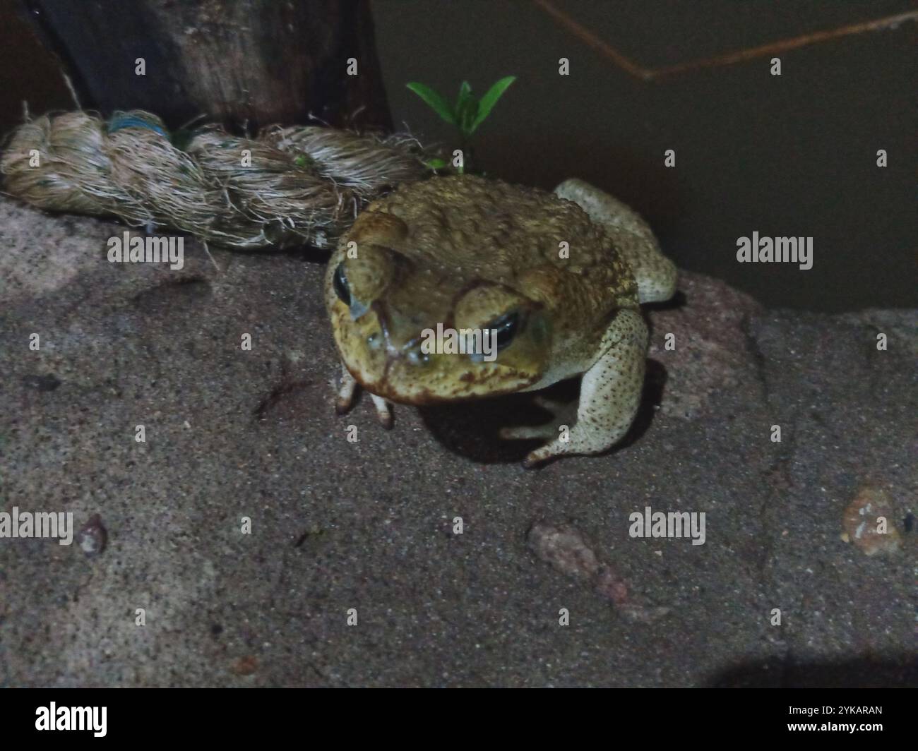 Giant Toad (Rhinella horribilis Stock Photo - Alamy