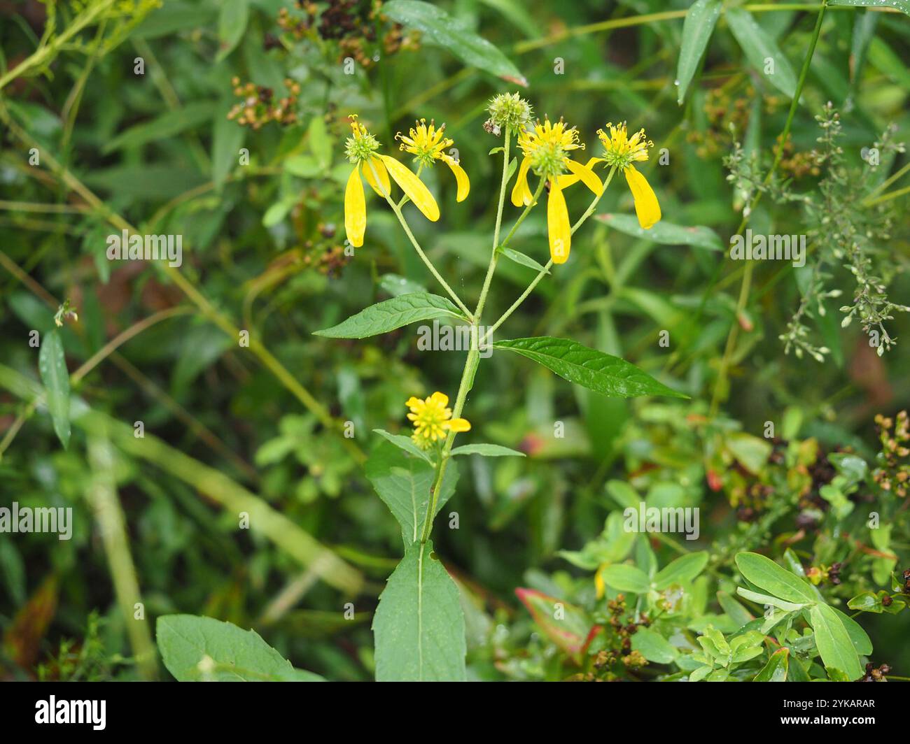 Wingstem (Verbesina alternifolia Stock Photo - Alamy