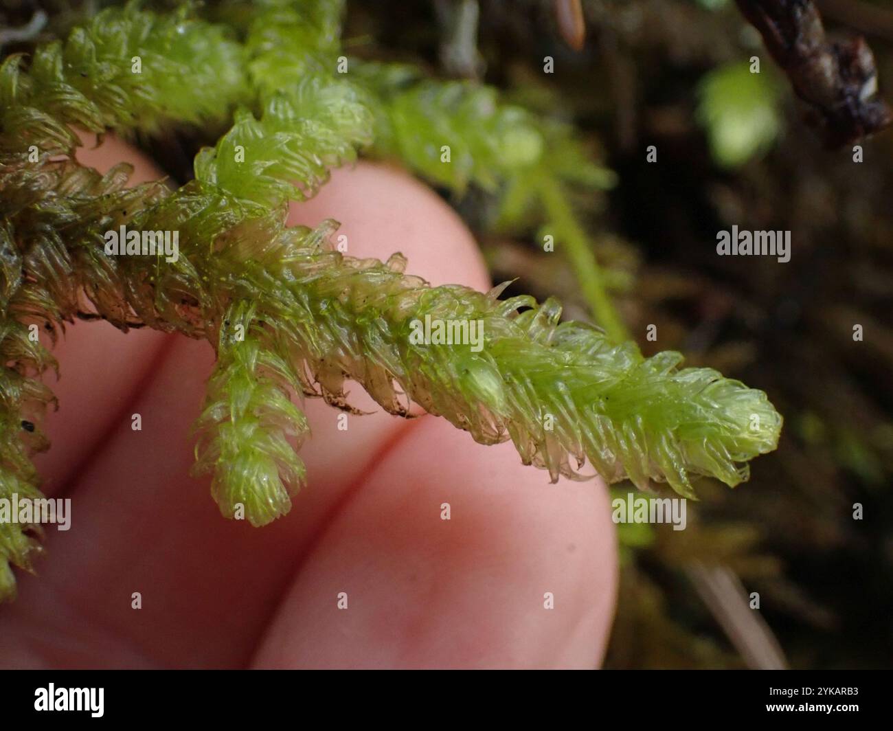 Pipecleaner Moss (Rhytidiopsis robusta Stock Photo - Alamy