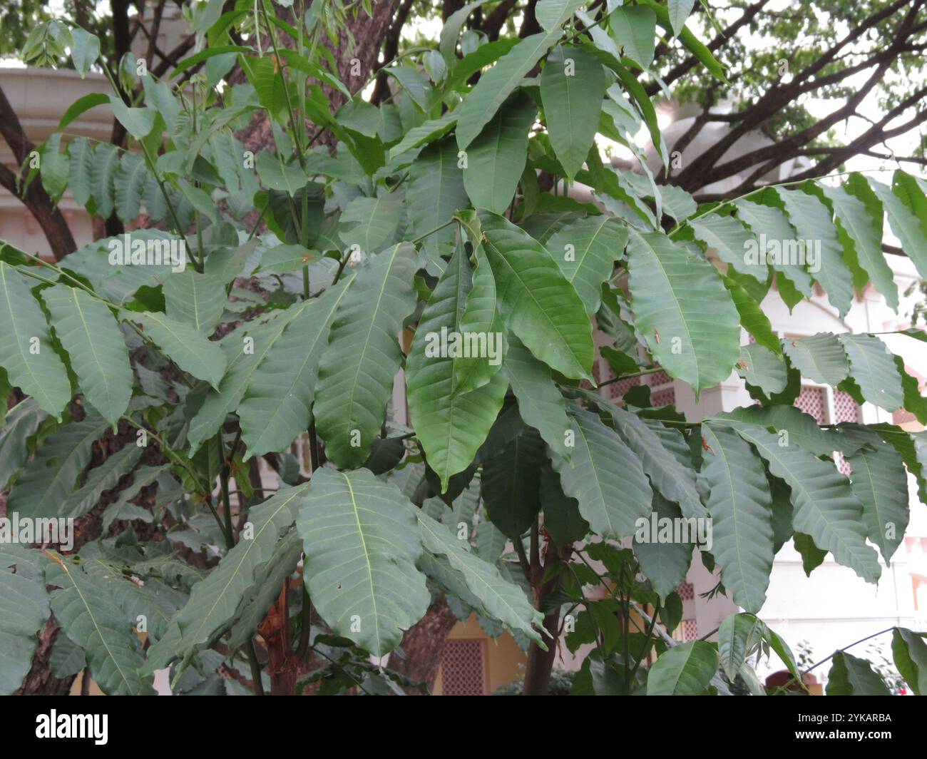 pithraj tree (Aphanamixis polystachya Stock Photo - Alamy