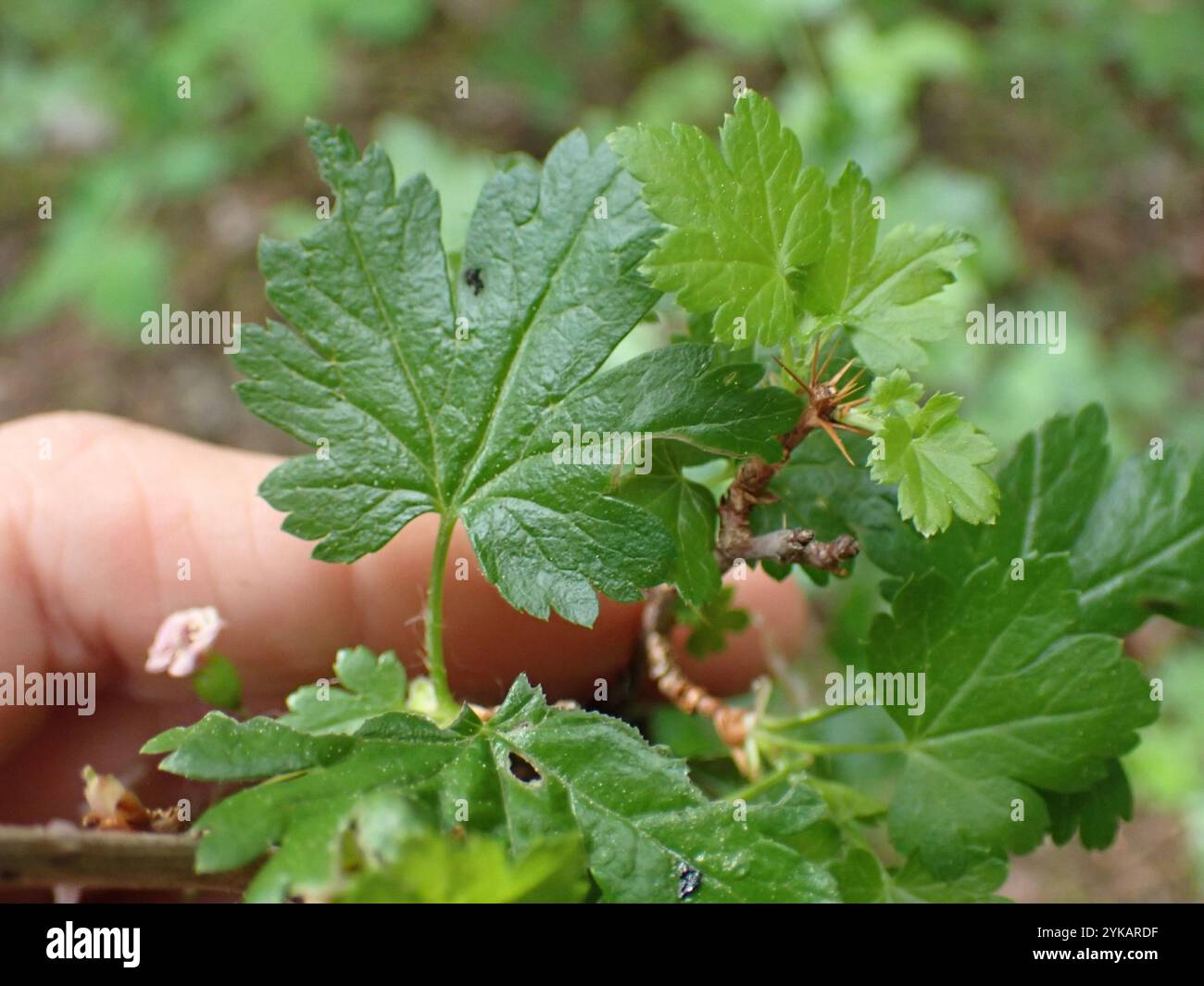 swamp currant (Ribes lacustre Stock Photo - Alamy