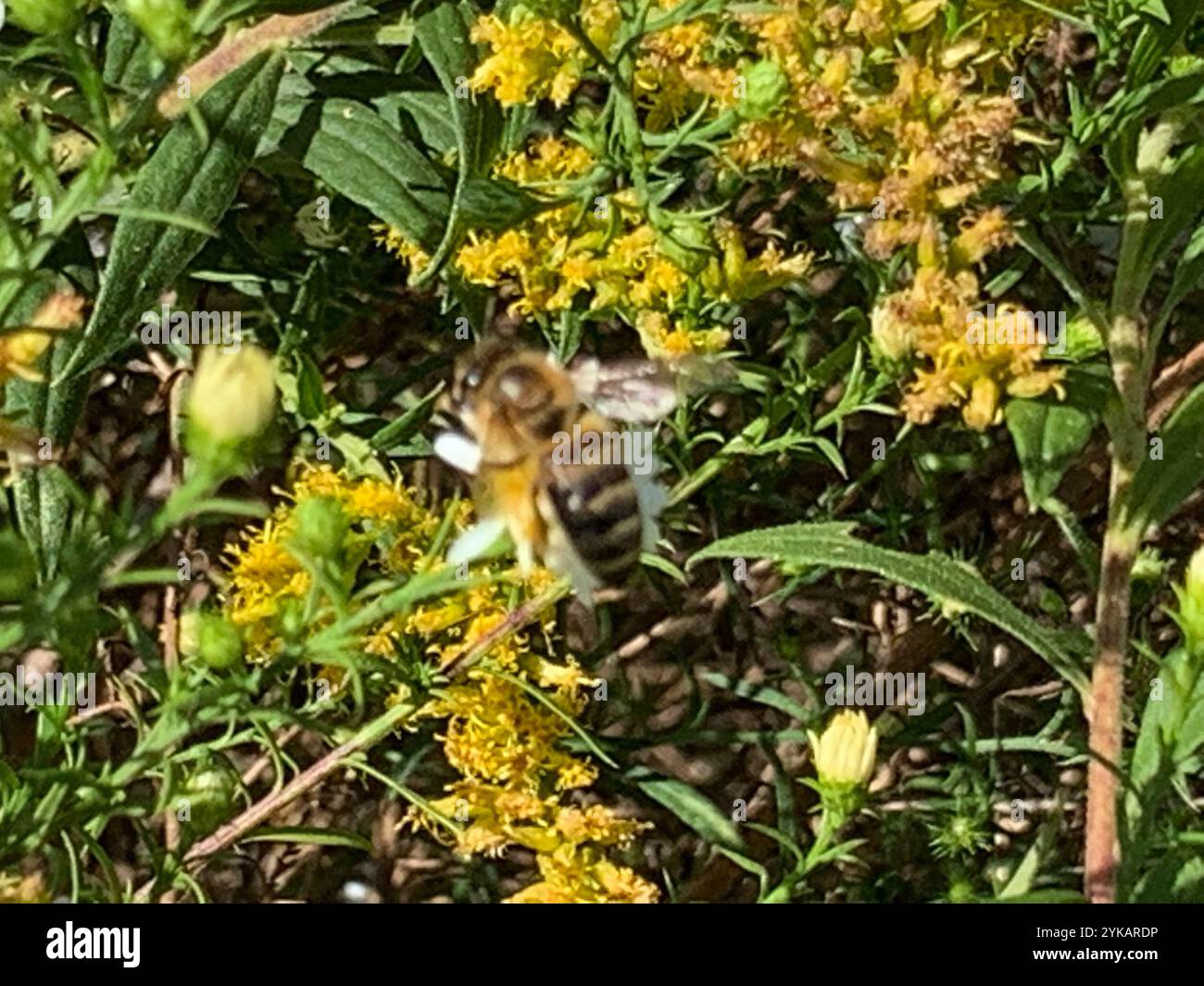 Western Honey Bee (Apis mellifera Stock Photo - Alamy