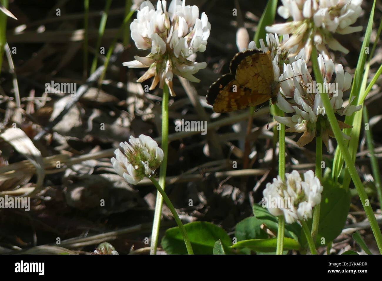 Field Crescent (Phyciodes pulchella Stock Photo - Alamy