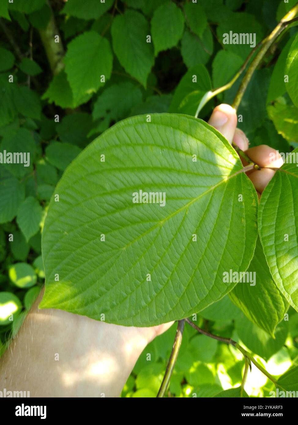 Round-leaved Dogwood (Cornus rugosa Stock Photo - Alamy