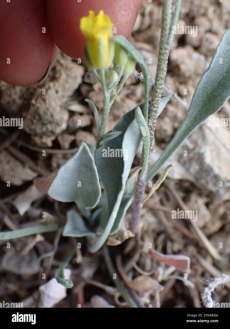 Douglas' Bladderpod (Physaria douglasii Stock Photo - Alamy